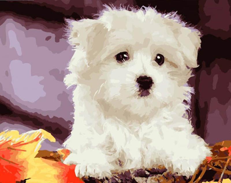 Cute White Puppy Painting - Paint by Numbers – I Love DIY Art